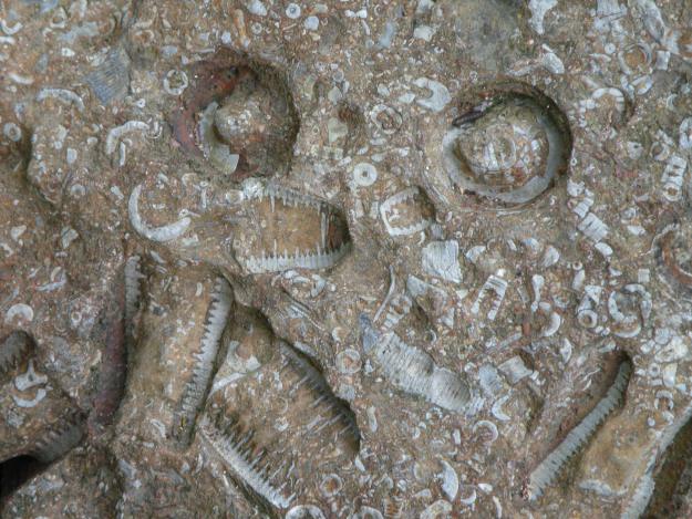 Fossil Friday! The Red-faced Fossil « paleoaerie