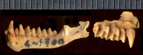 Fossil Friday: We may have bats in the belfry, but we’re not crazy ...