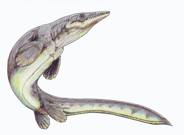 platecarpus « paleoaerie