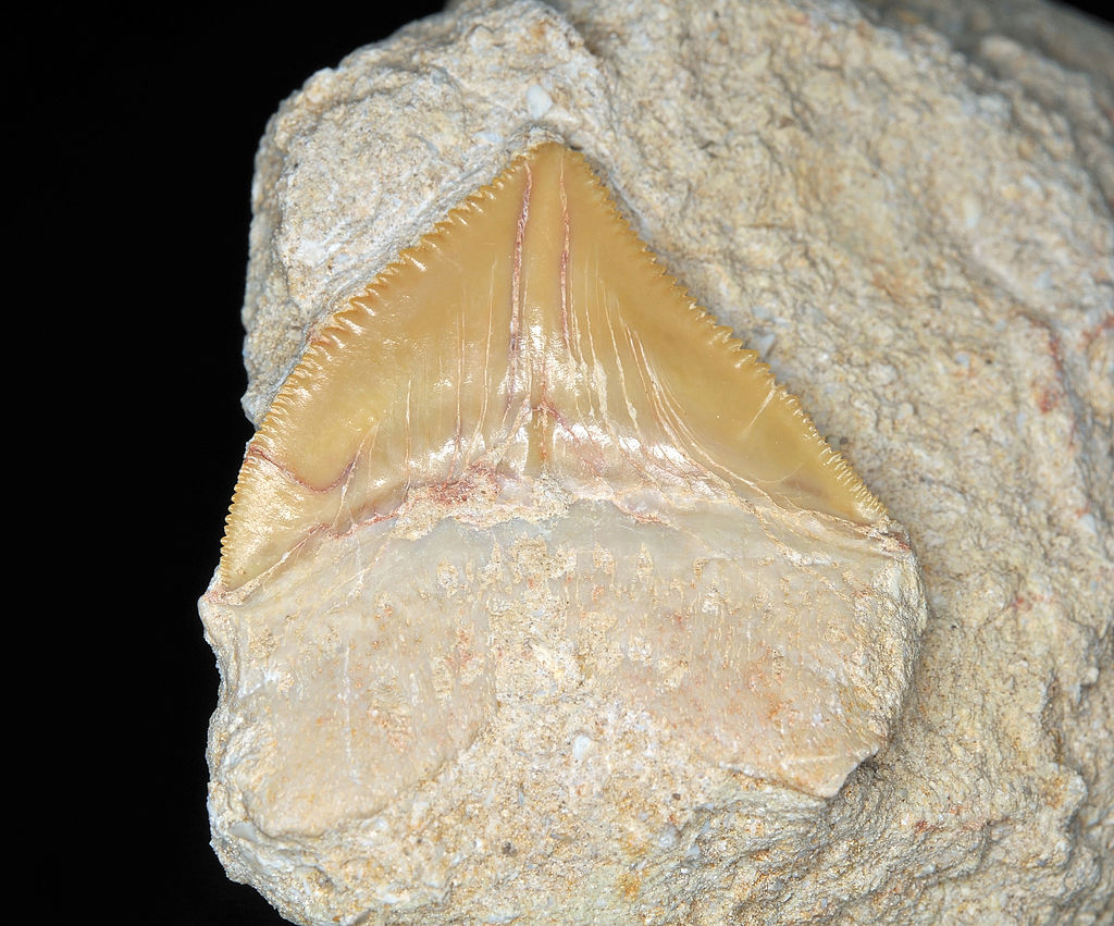 Prehistoric Shark Week, Day 5: From Whence the Great White? « paleoaerie