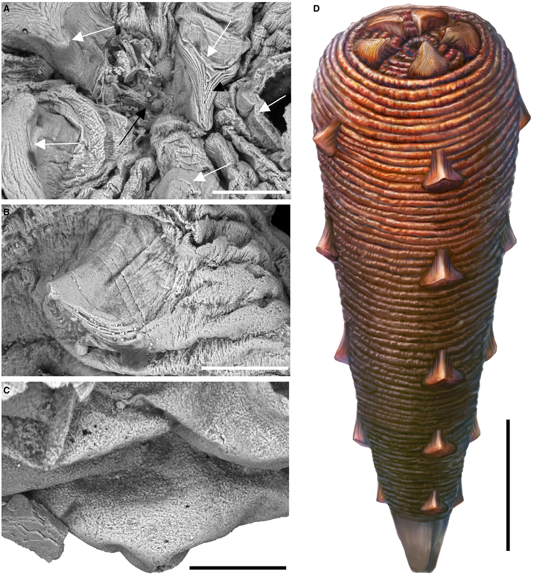 2017, The Year in Paleontology « paleoaerie