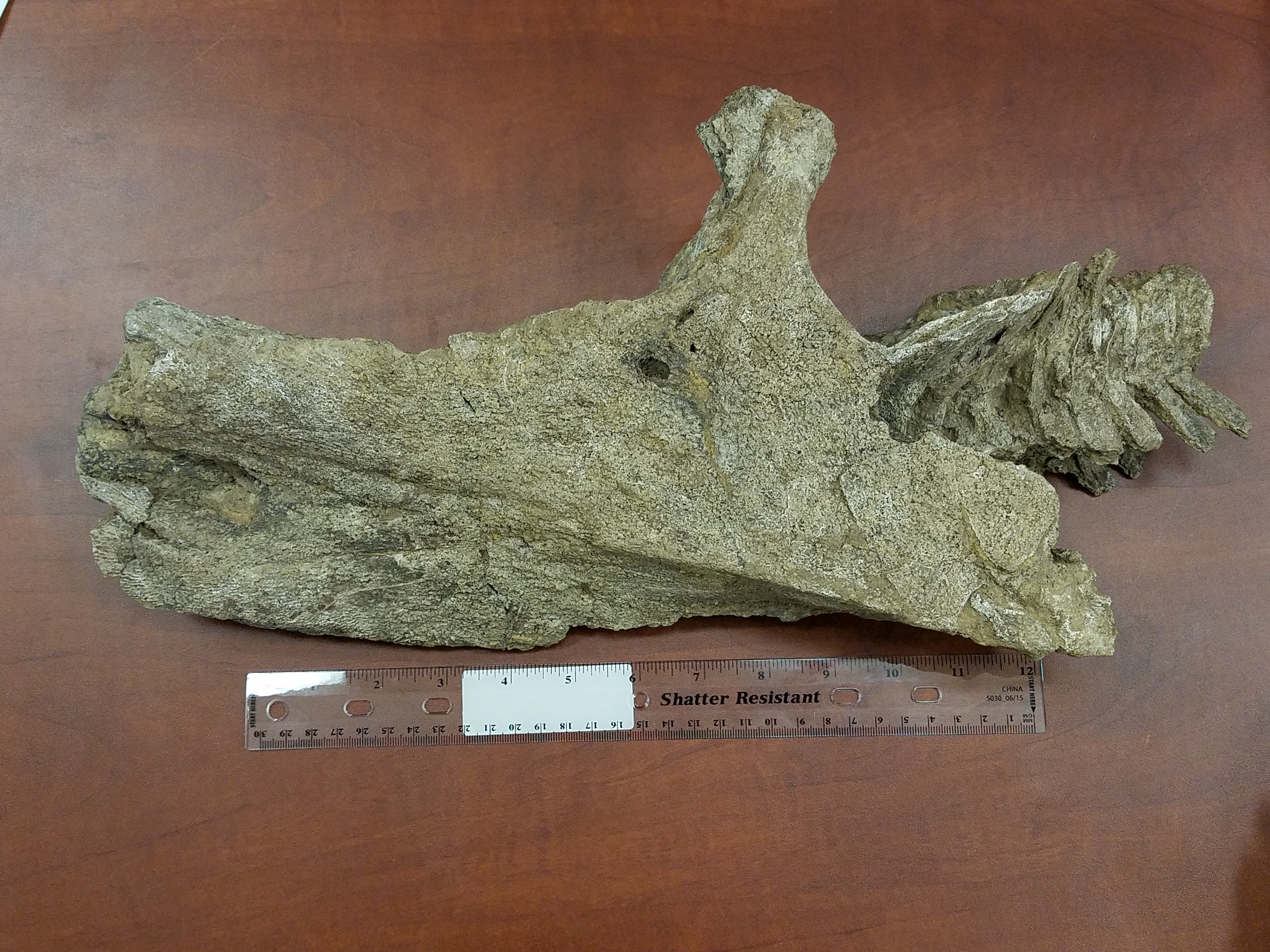 The giant Arkansas fossil catfish « paleoaerie