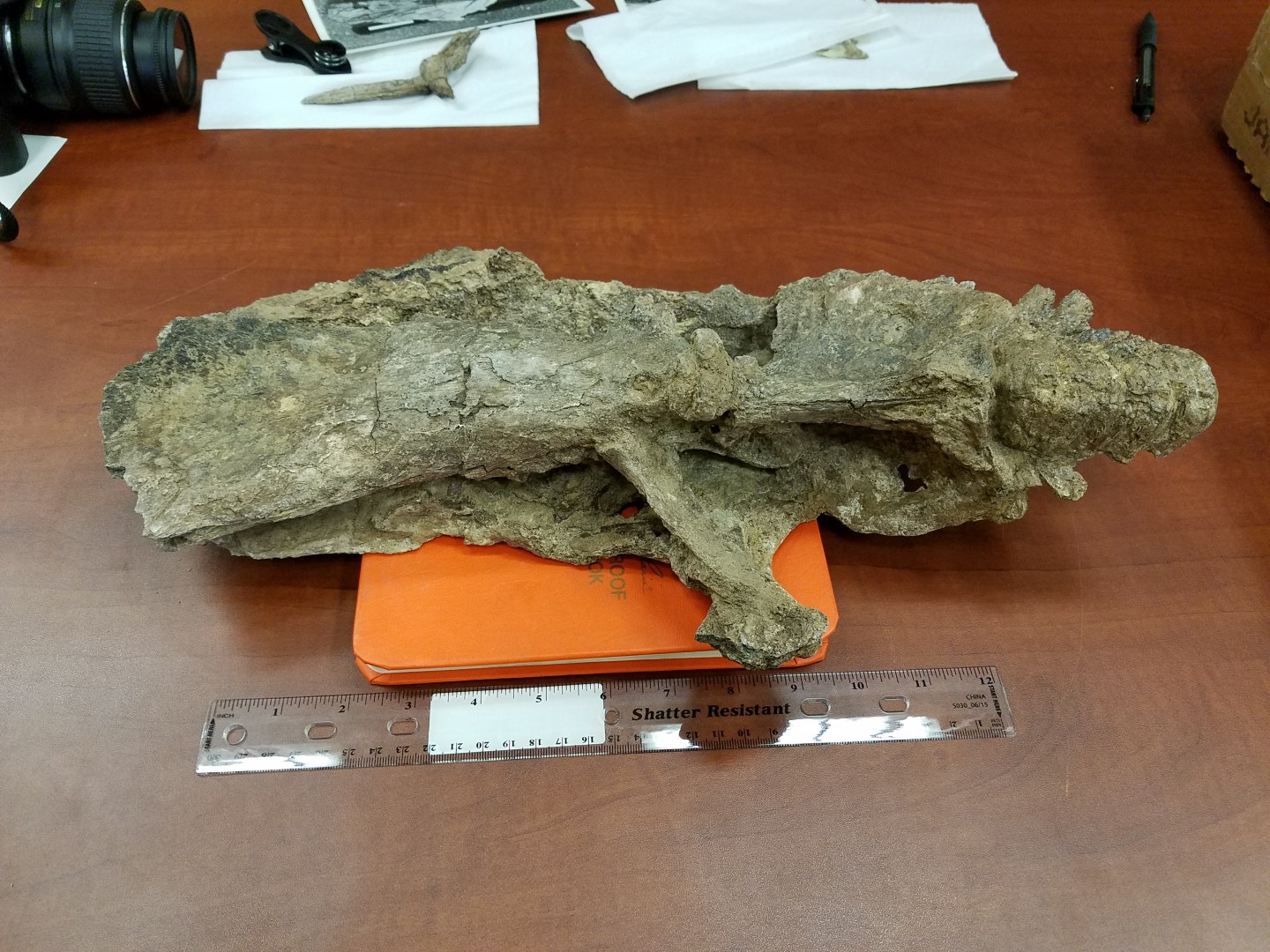 The giant Arkansas fossil catfish « paleoaerie