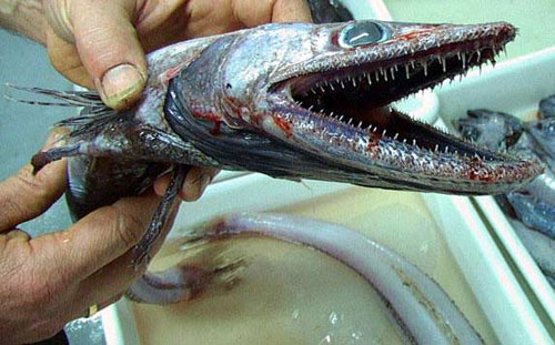 What the Colombian fossil lizard fish has in common with the Arkansas ...